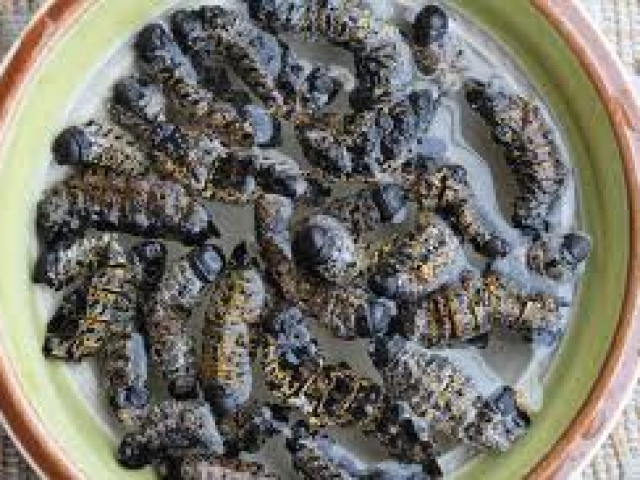 I vermi di Mopane: il cibo africano | Viaggiamo