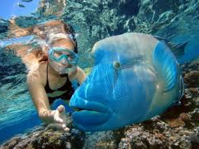 Snorkeling in Australia | Viaggiamo