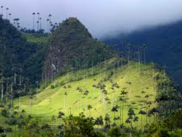 Il Coffee Triangle della Colombia | Viaggiamo