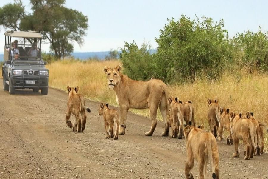 Migliori Safari al mondo: la classifica | Viaggiamo