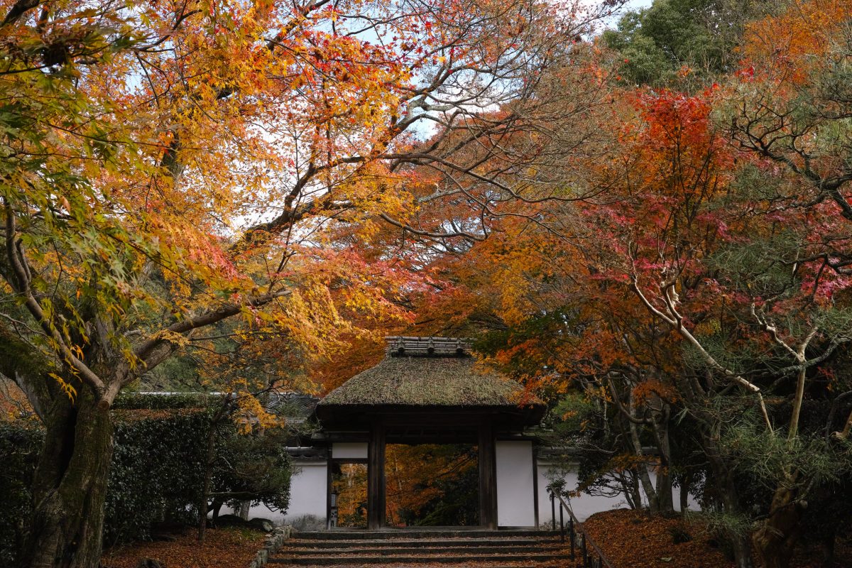 Strada più romantica del Giappone: tutte le tappe| Viaggiamo