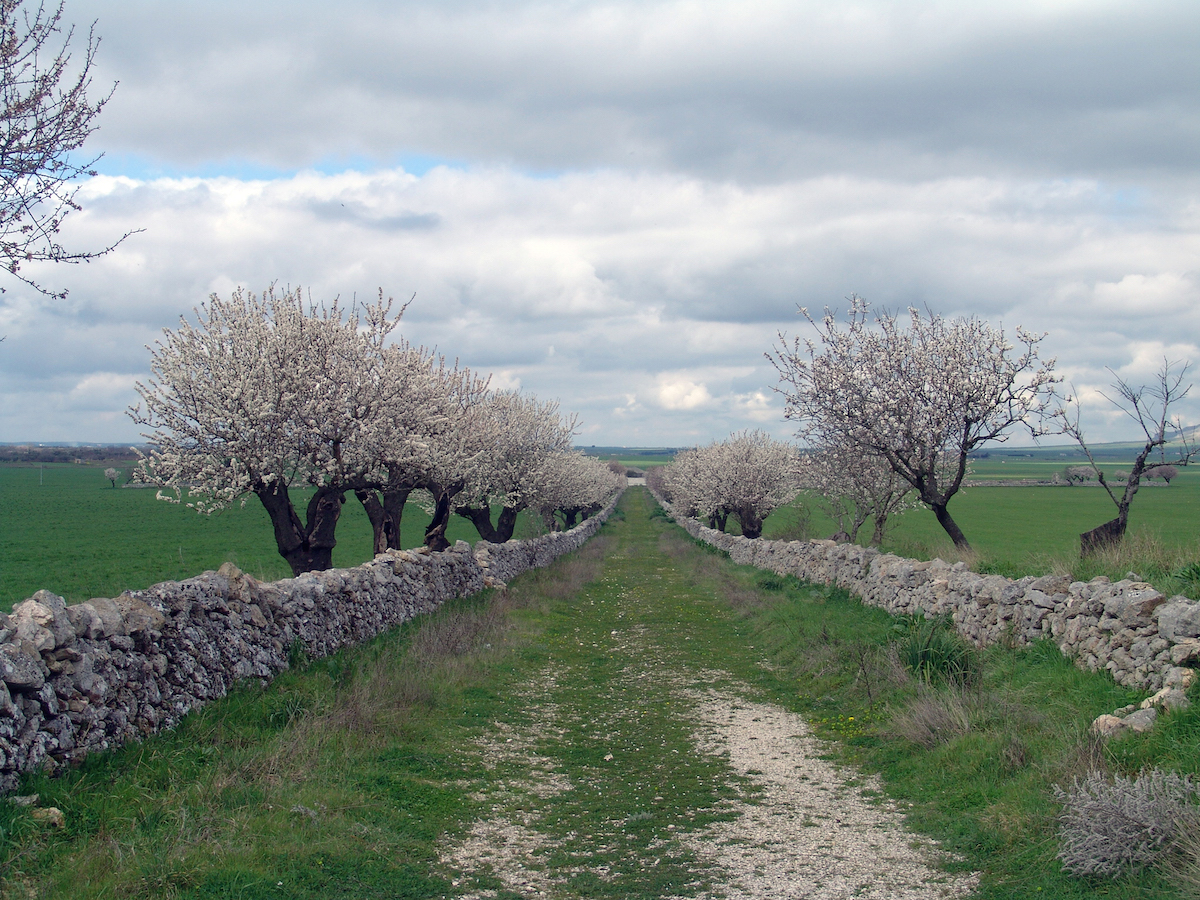 Regio Tratturo: tutte le informazioni utili sul percorso | Viaggiamo